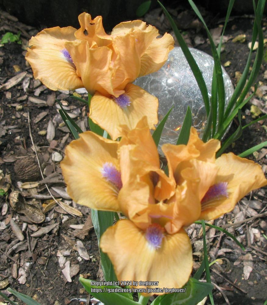 Photo of the bloom of Standard Dwarf Bearded Iris (Iris 'Decorum') posted by doglover - Garden.org