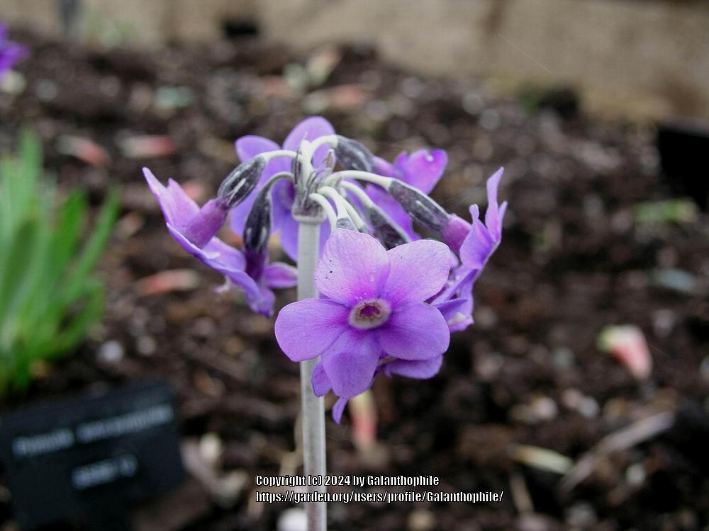 Photo of the bloom of Primrose (Primula chionantha subsp. sinopurpurea ...