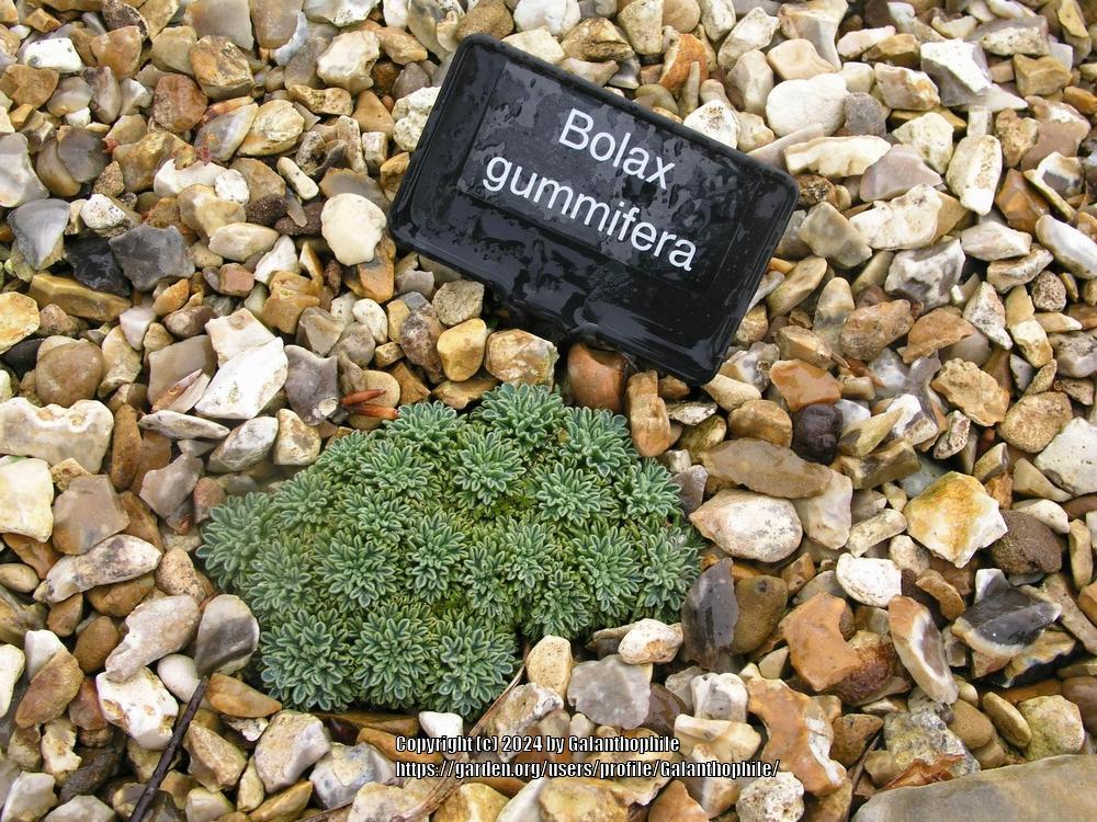 Photo of the entire plant of Balsam Bog (Bolax gummifera) posted by ...