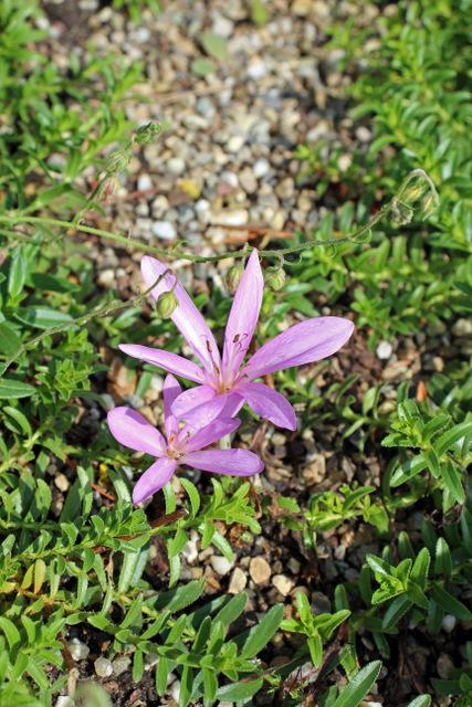 Photo of the bloom of False Autumn Crocus (Colchicum autumnale) posted ...