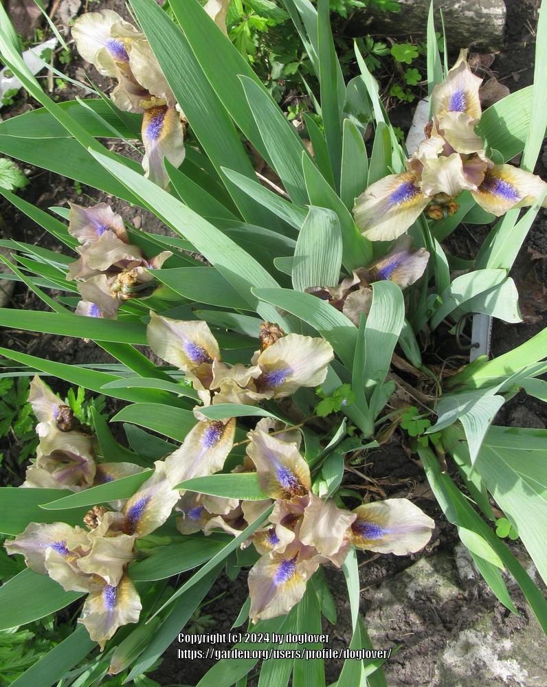 Photo of the bloom of Standard Dwarf Bearded Iris (Iris 'Amazon Blue') posted by doglover ...