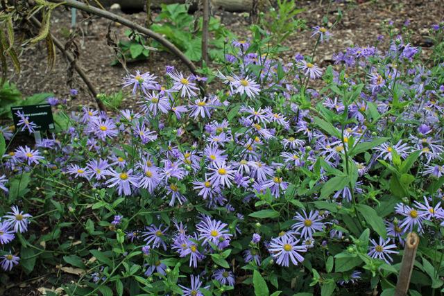 Thomson's Aster (Cordiofontis flexuosa) - Garden.org