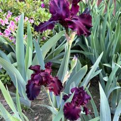 Tall Bearded Iris (Iris 'Rio Rojo') in the Irises Database - Garden.org