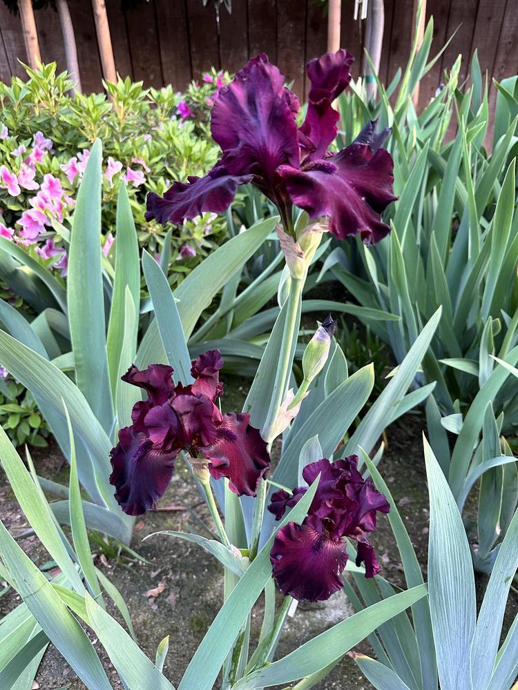Photo of the entire plant of Tall Bearded Iris (Iris 'Rio Rojo') posted by Trudygc - Garden.org