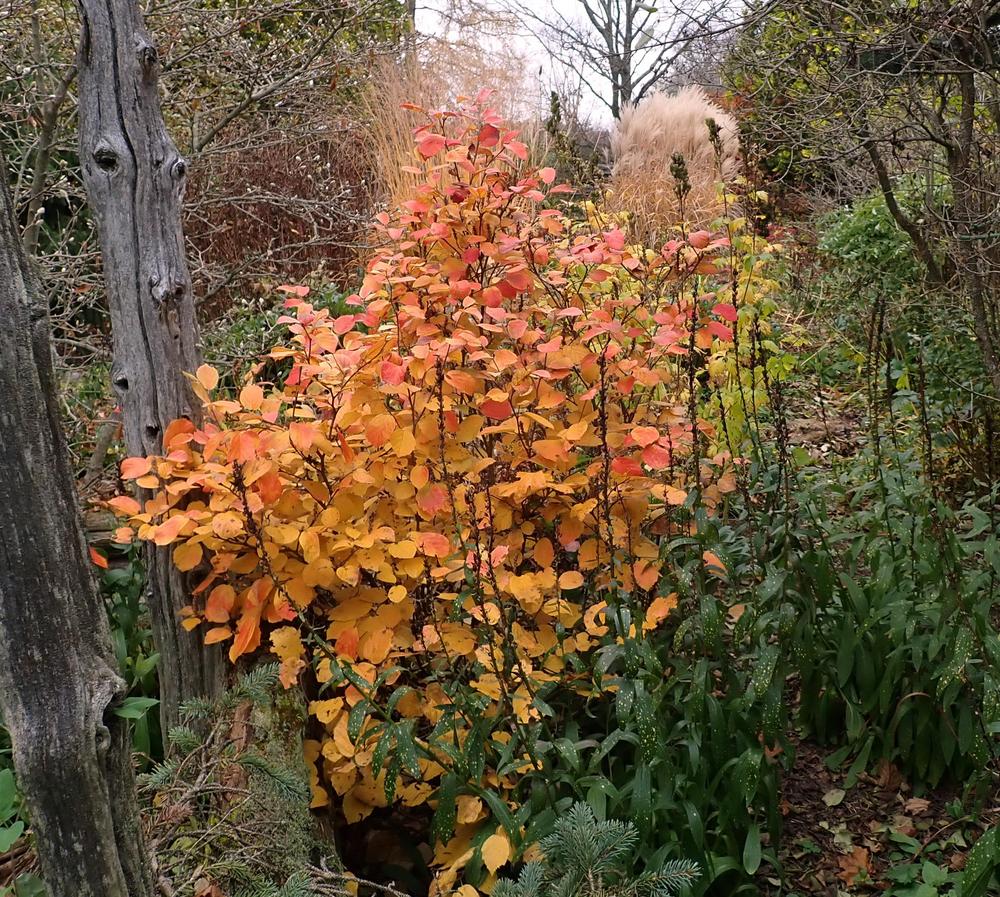 Photo of the fall color of Dwarf Fothergilla (Fothergilla 'Mount Airy ...