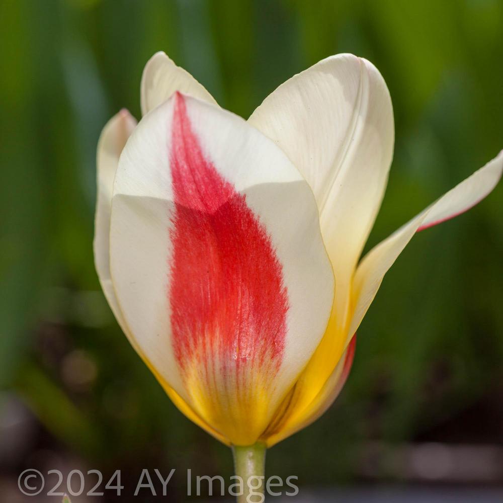 Tulip (Tulipa 'Cracker') in the Tulips Database - Garden.org