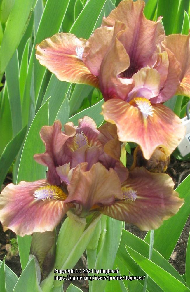 Photo of the bloom of Standard Dwarf Bearded Iris (Iris 'Wild Horses') posted by doglover ...