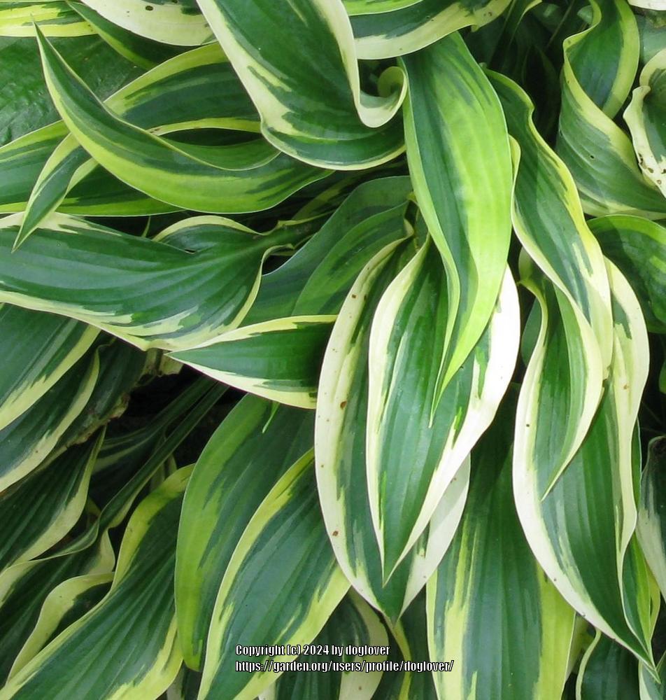 Photo of the leaves of Hosta 'Wolverine' posted by doglover - Garden.org