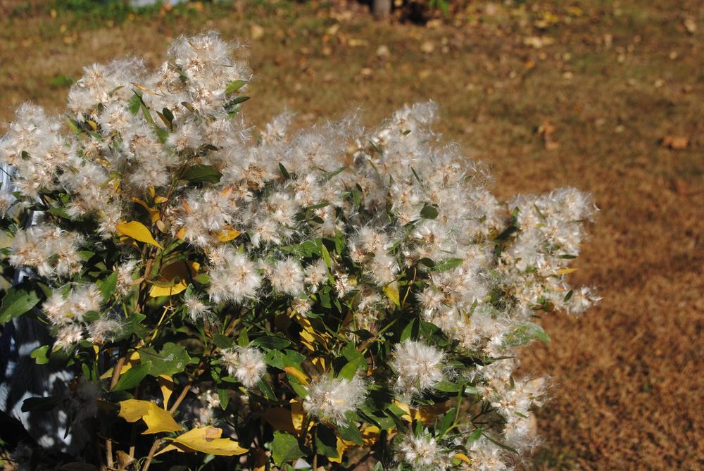 Photo of the fruit of Sea Myrtle (Baccharis halimifolia) posted by ...