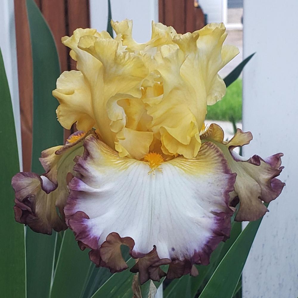 Photo of the bloom of Border Bearded Iris (Iris 'Tagline') posted by ...