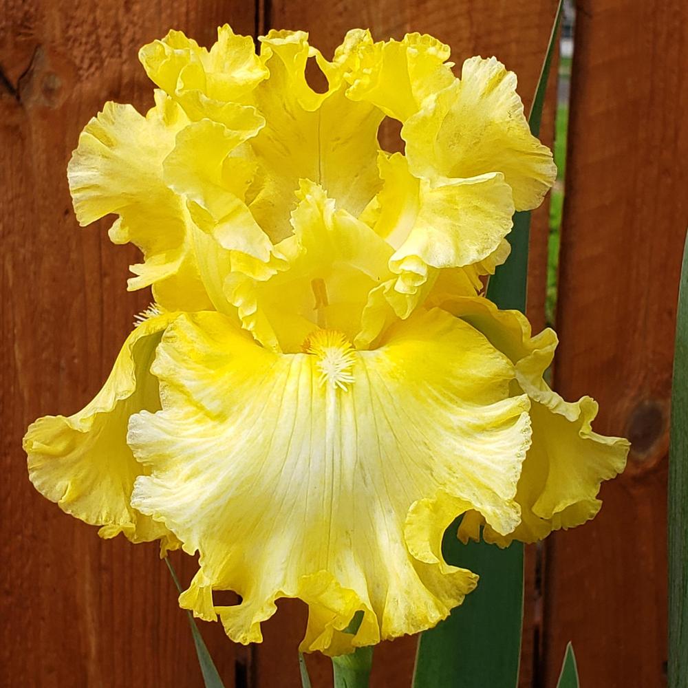 Photo of the bloom of Tall Bearded Iris (Iris 'Sun Shine In') posted by IdyllicIris - Garden.org