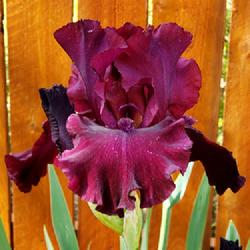 Tall Bearded Iris (Iris 'Rio Rojo') in the Irises Database - Garden.org