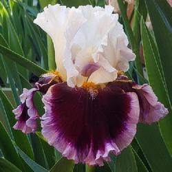 Tall Bearded Iris (Iris 'When Doves Cry') in the Irises Database ...
