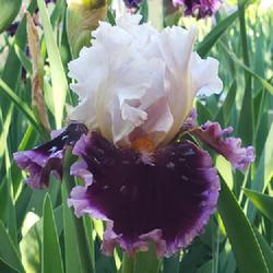 Tall Bearded Iris (Iris 'When Doves Cry') in the Irises Database ...
