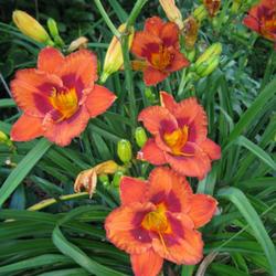 Daylily (Hemerocallis 'Mighty Chestnut') in the Daylilies Database - Garden.org