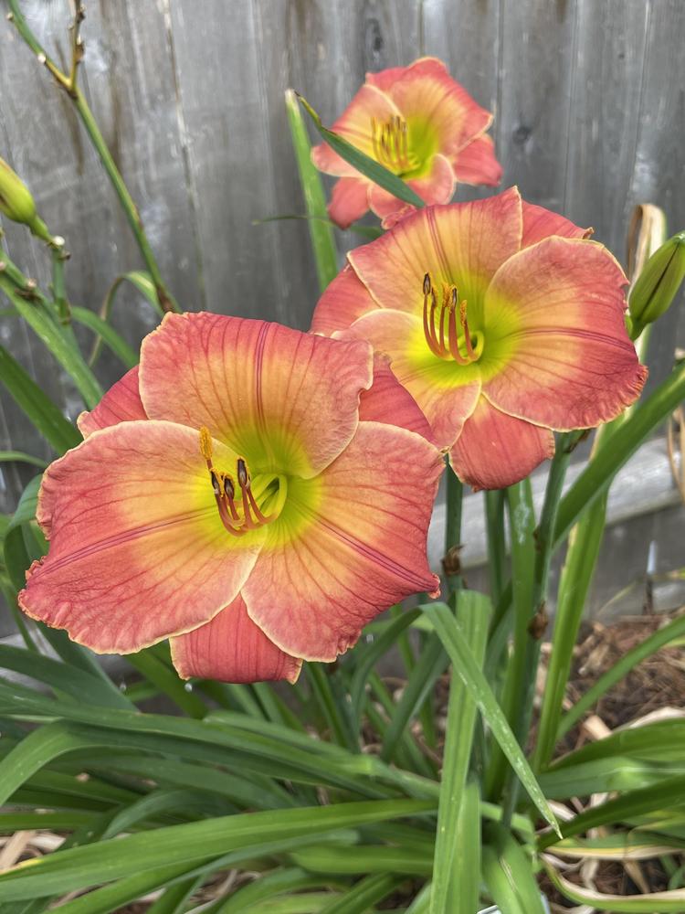 Daylily (Hemerocallis 'Sunset Mesa') in the Daylilies Database - Garden.org
