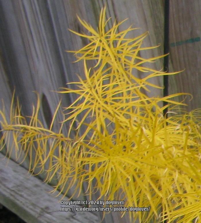 Photo of the fall color of Blue Star (Amsonia hubrichtii) posted by ...