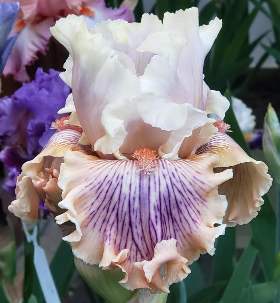 Photo of the bloom of Tall Bearded Iris (Iris 'On the Line') posted by ...