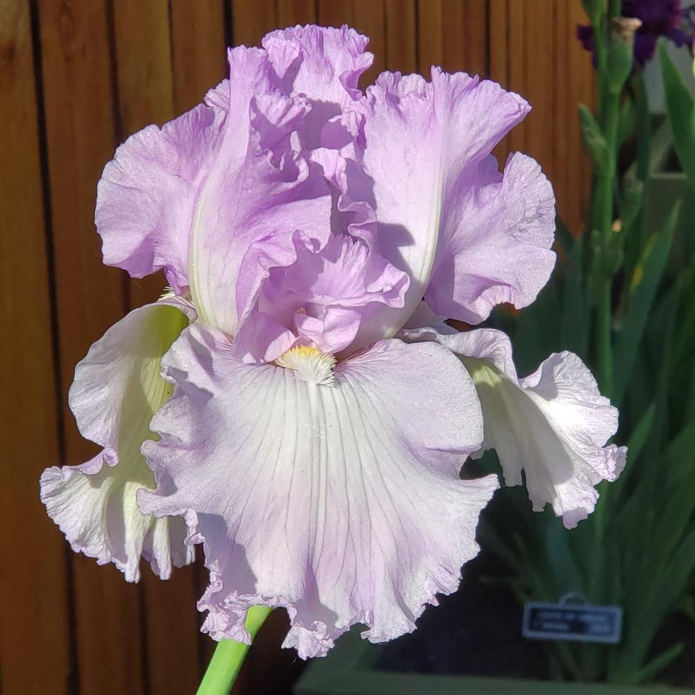 Tall Bearded Iris (Iris 'Morning Frost') in the Irises Database ...