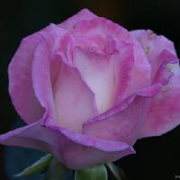 Photo of the bloom of Rose (Rosa 'Secret') posted by drirastucker ...