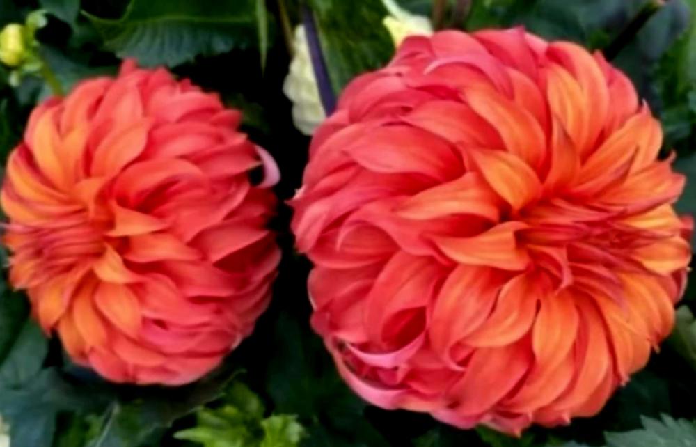 Photo of the bloom of Dahlia 'Bloomquist Jean' posted by gwhizz ...