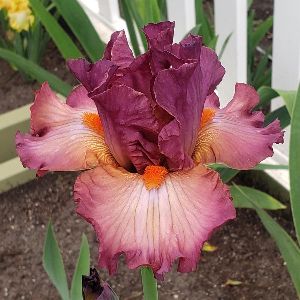 Photo of the bloom of Border Bearded Iris (Iris 'Banded Rose') posted ...