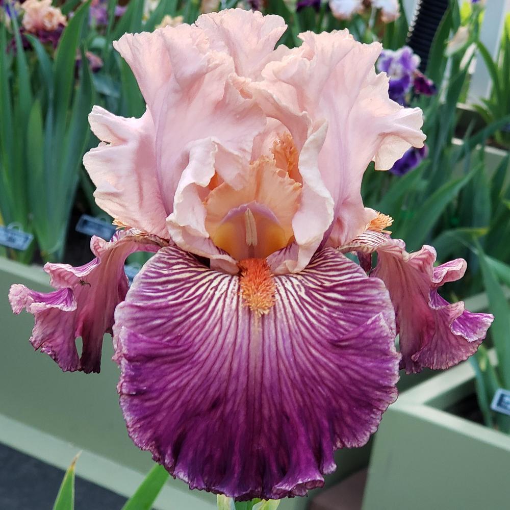 Photo of the bloom of Tall Bearded Iris (Iris 'Full of Magic') posted ...