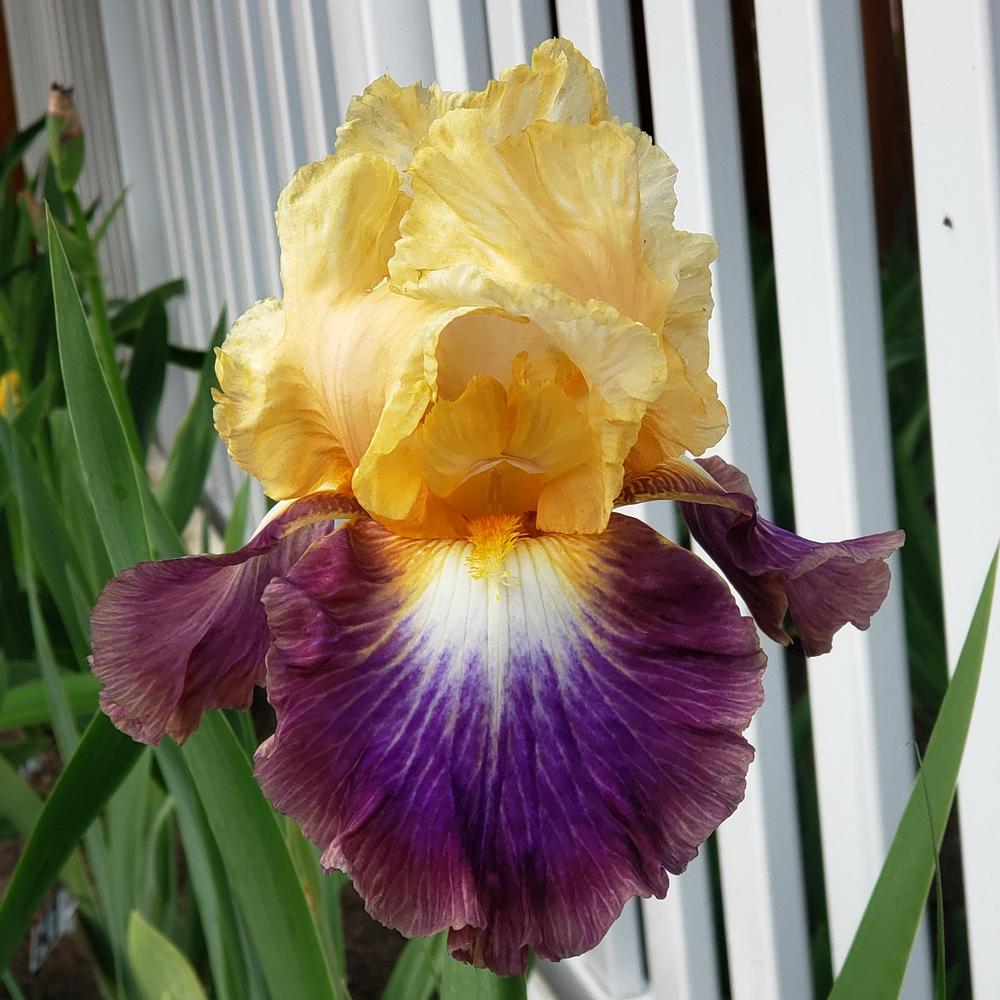 Photo of the bloom of Tall Bearded Iris (Iris 'Blame It on Rio') posted ...