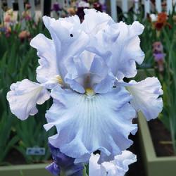 Tall Bearded Iris (Iris 'Absolute Treasure') in the Irises Database - Garden.org