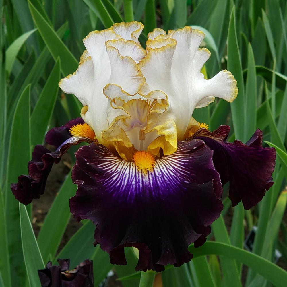 Photo of the bloom of Tall Bearded Iris (Iris 'All the Rage') posted by ...