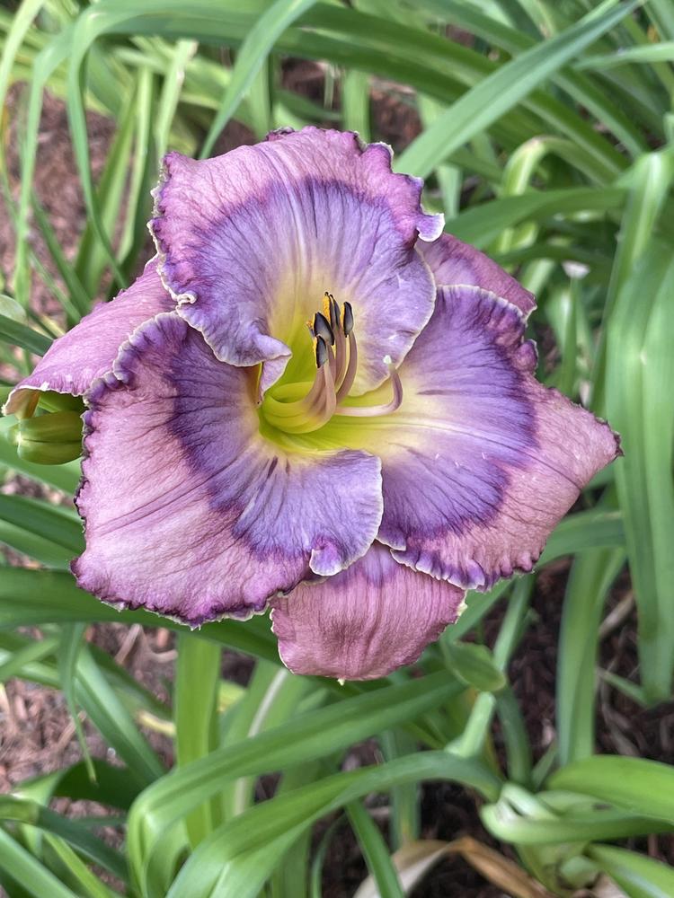 Daylily (Hemerocallis 'Texas Blue Eyes') in the Daylilies Database - Garden.org