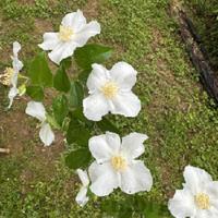 Photo of the bloom of Sweet Mock Orange (Philadelphus coronarius) posted by chickhill - Garden.org