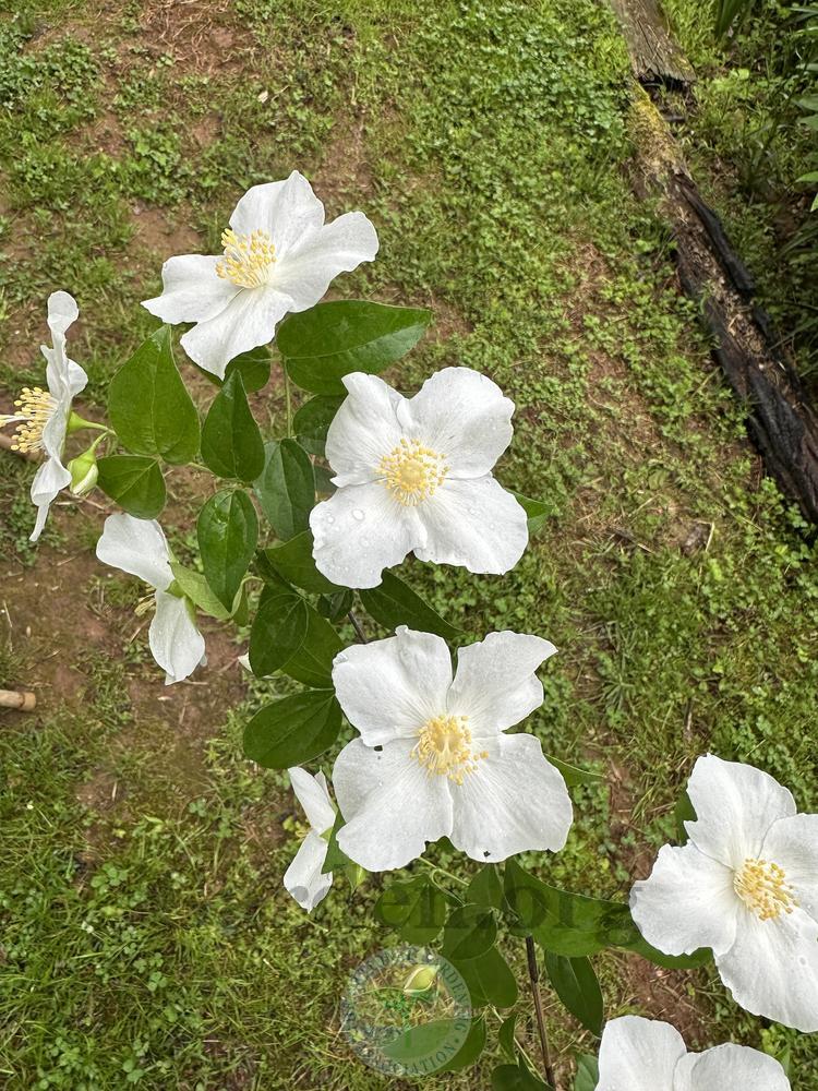 Photo of the bloom of Sweet Mock Orange (Philadelphus coronarius) posted by chickhill - Garden.org