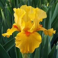 Photo of the bloom of Intermediate Bearded Iris (Iris 'Season Ticket ...