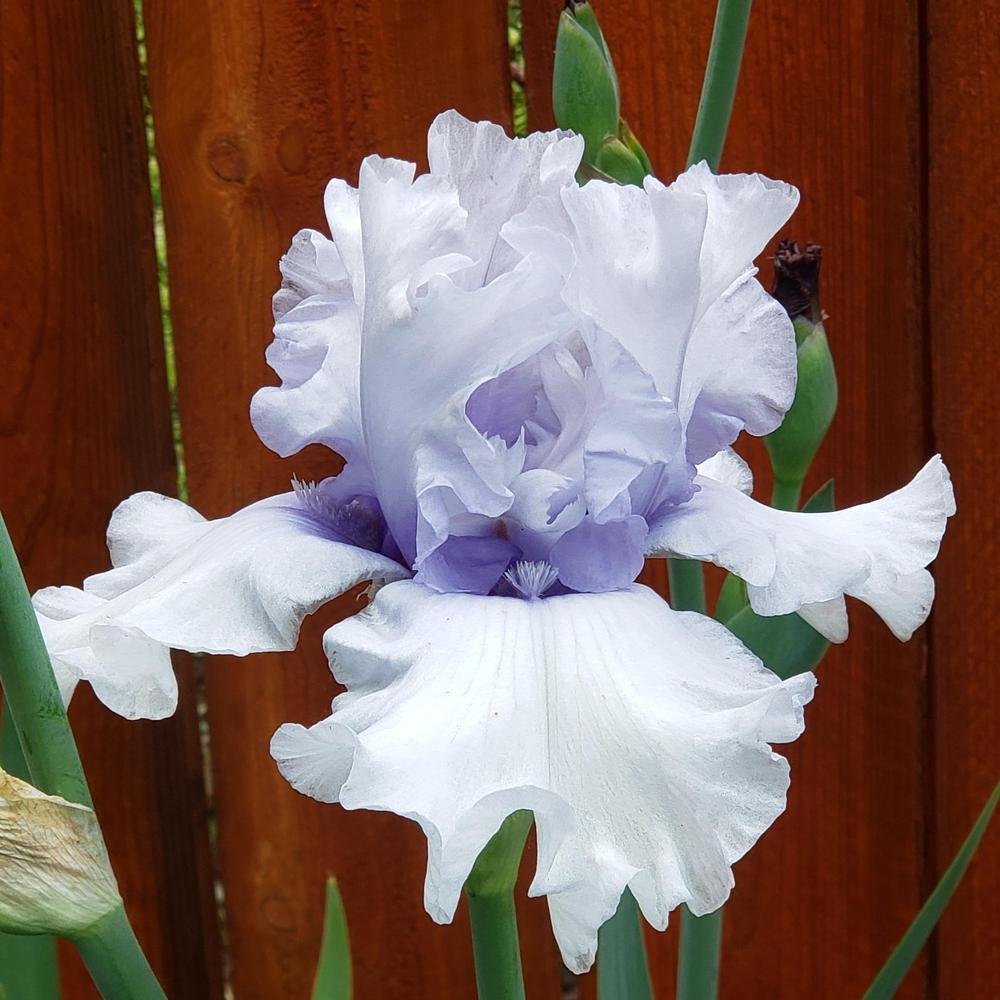 Photo of the bloom of Tall Bearded Iris (Iris 'Winter Waltz') posted by IdyllicIris - Garden.org