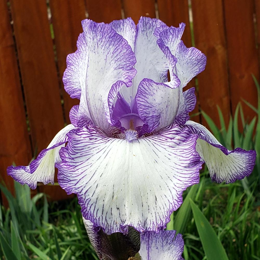 Photo of the bloom of Tall Bearded Iris (Iris 'Autumn Circus') posted ...