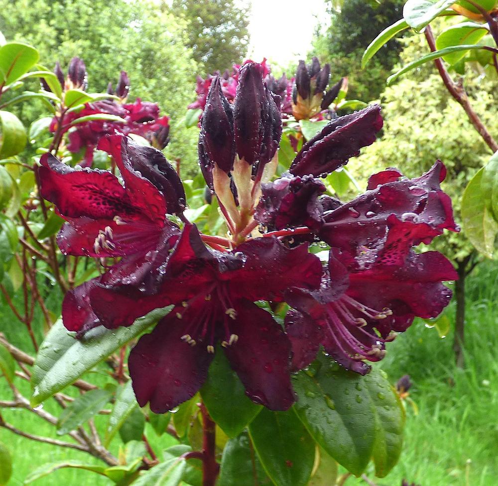 Photo of the bloom of Rhododendron 'Warlock' posted by KGFerg - Garden.org