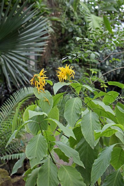 Photo of the entire plant of Yellow Jacobinia (Justicia aurea) posted ...