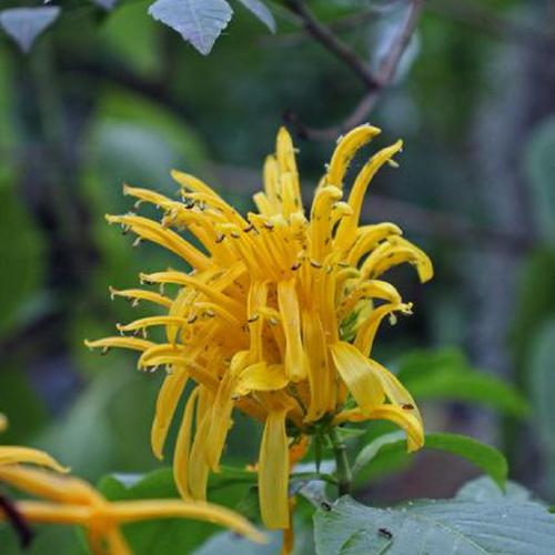Yellow Jacobinia (Justicia aurea) - Garden.org