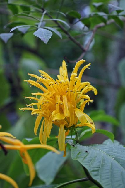 Yellow Jacobinia (Justicia aurea) - Garden.org
