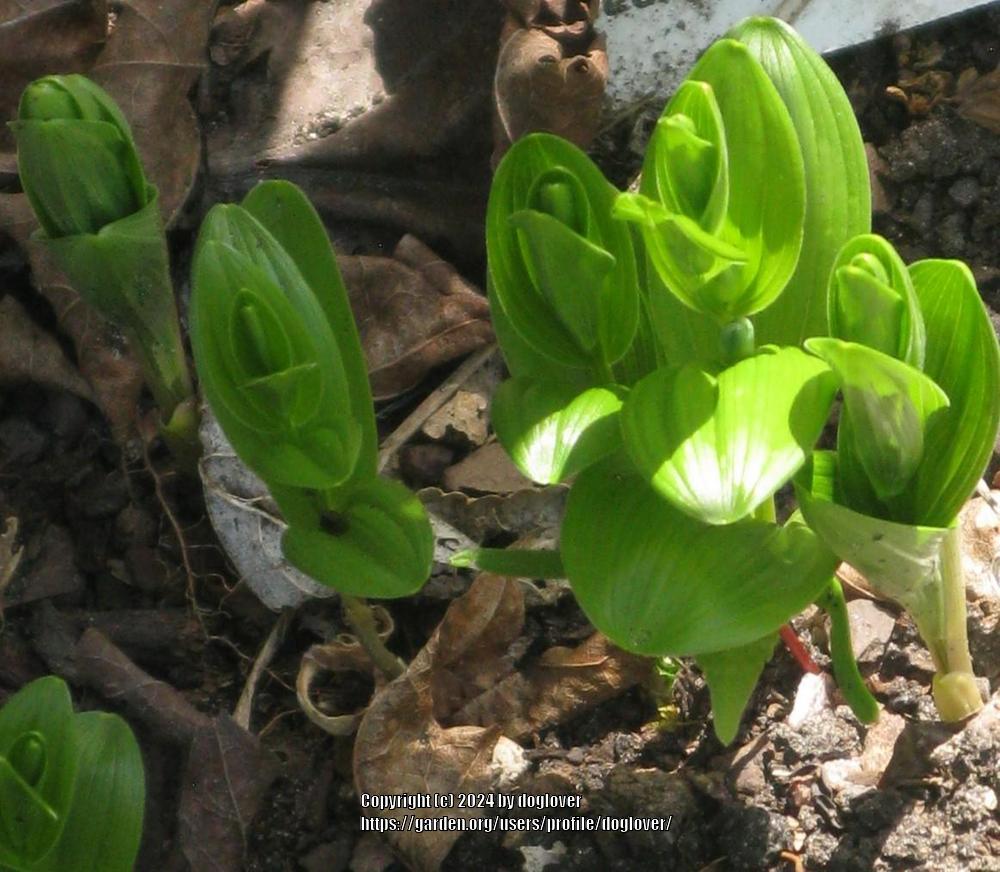 Dwarf Solomon's Seal (Polygonatum humile) - Garden.org