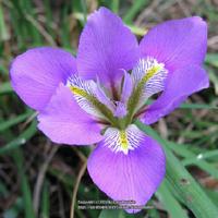 Photo of the bloom of Species Iris (Iris unguicularis 'Mary Barnard ...
