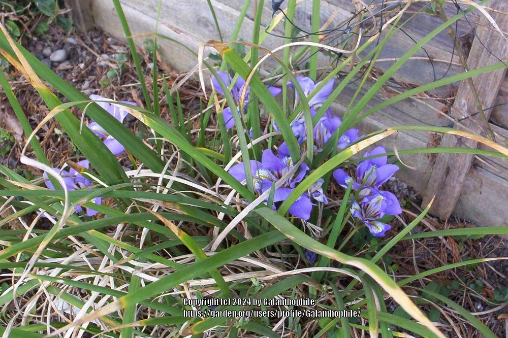 Photo of the bloom of Species Iris (Iris unguicularis 'Mary Barnard ...