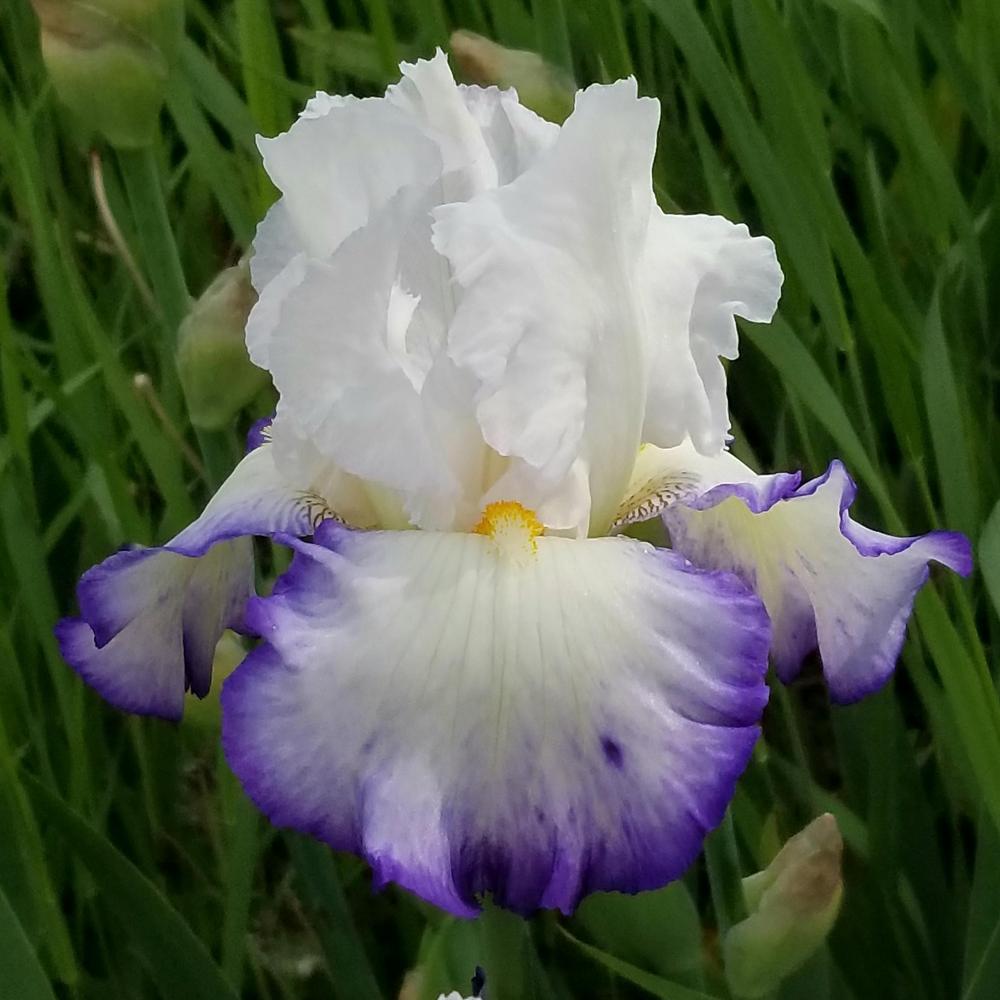 Photo of the bloom of Tall Bearded Iris (Iris 'Queen's Circle') posted ...