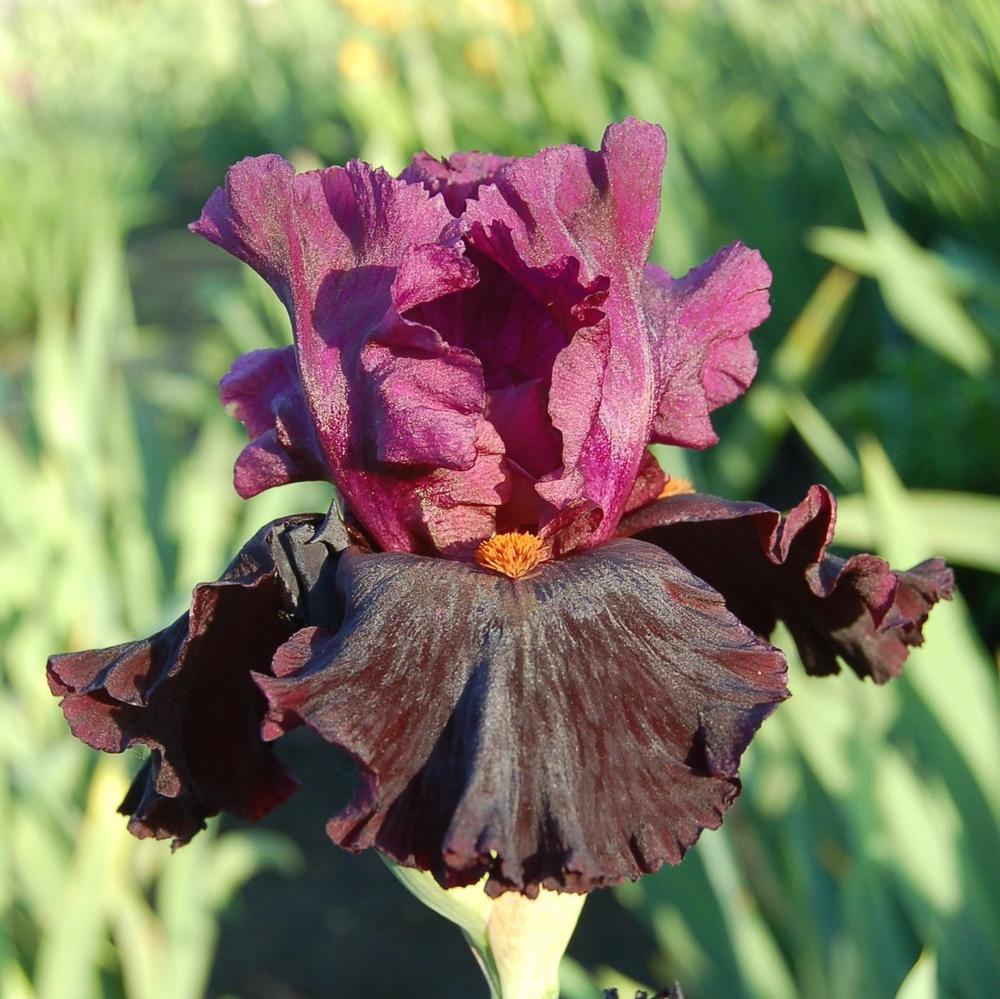 Photo of the bloom of Tall Bearded Iris (Iris 'Black Magic Woman ...