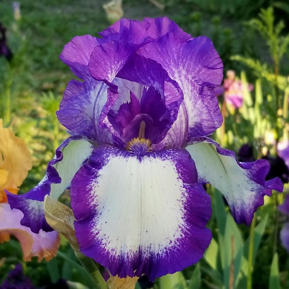 Photo of the bloom of Tall Bearded Iris (Iris 'Stepping Out') posted by ...