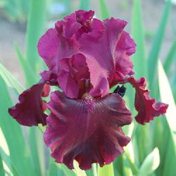 Tall Bearded Iris (Iris 'Rio Rojo') in the Irises Database - Garden.org