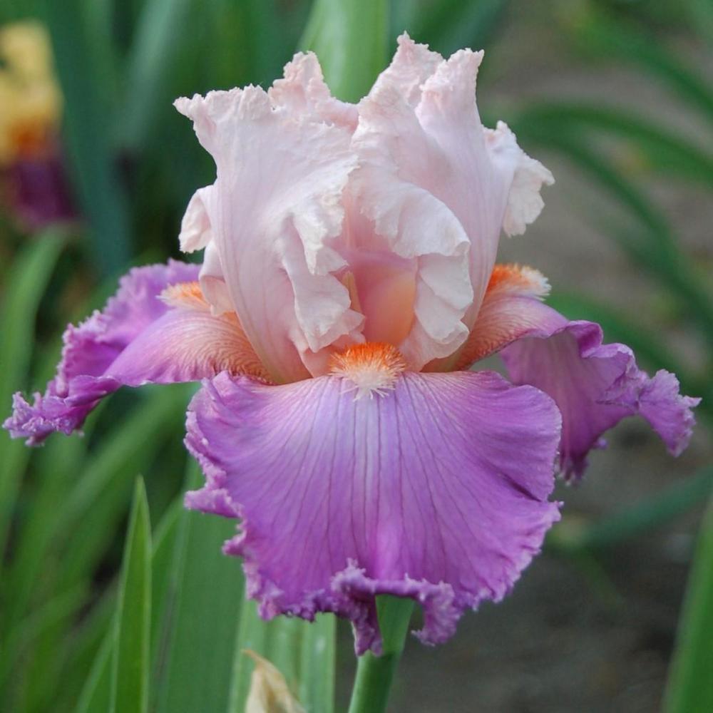 Photo of the bloom of Tall Bearded Iris (Iris 'Straight Laced') posted ...