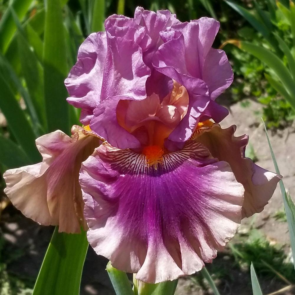 Photo of the bloom of Tall Bearded Iris (Iris 'Berry Scary') posted by ...