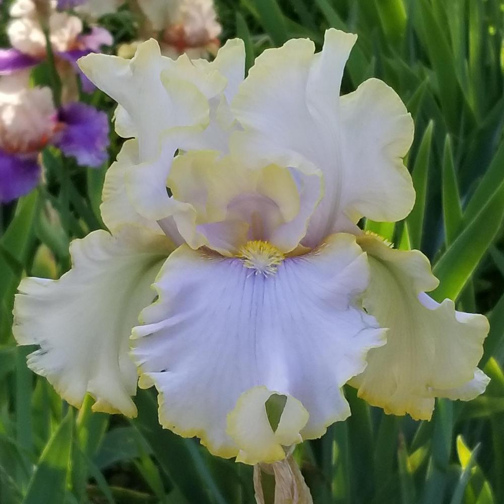 Photo of the bloom of Tall Bearded Iris (Iris 'Pewter and Gold') posted by IdyllicIris - Garden.org